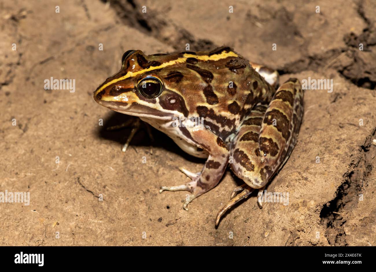 Common river frog (Amietia delalandii), also known as drakensberg river ...
