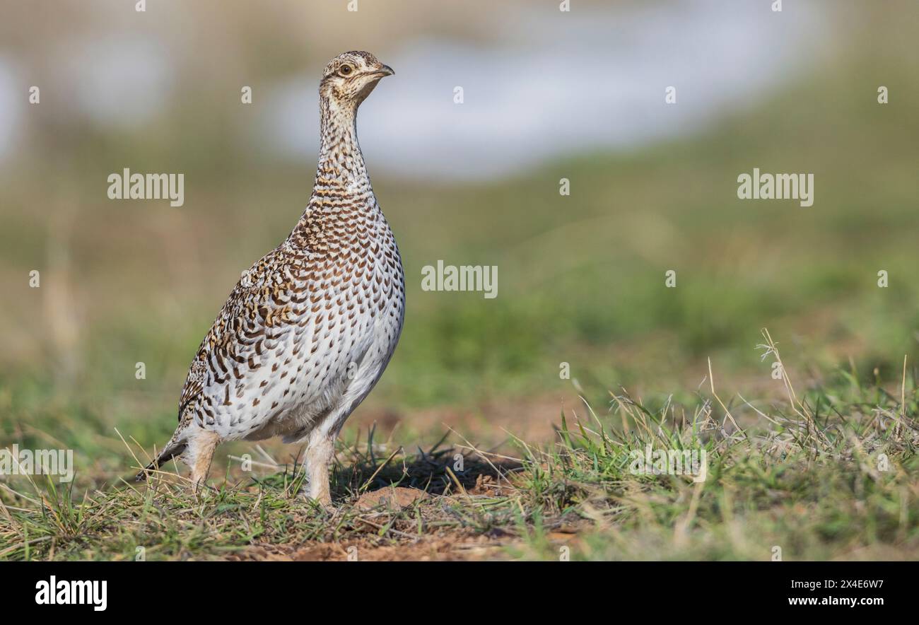 Columbia sharp-tailed grouse hen, western prairie of Colorado, USA ...