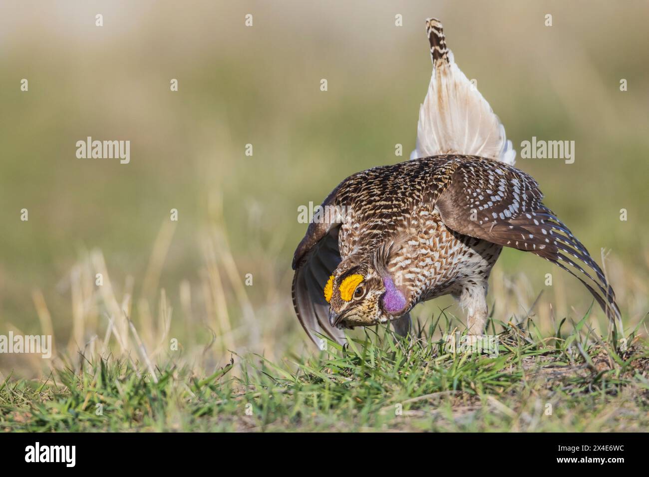 Columbia sharp-tailed grouse courtship display, western prairie ...
