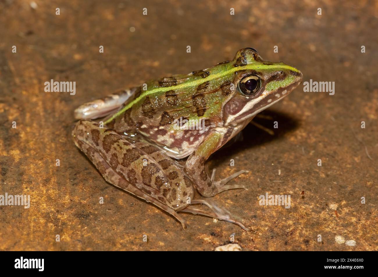 Common river frog (Amietia delalandii), also known as drakensberg river ...