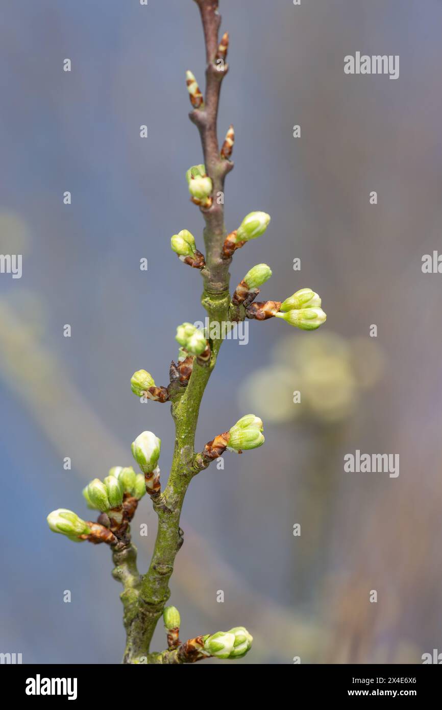 Macro shot of Chickasaw plum (prunus angustifolia) buds emerging into ...