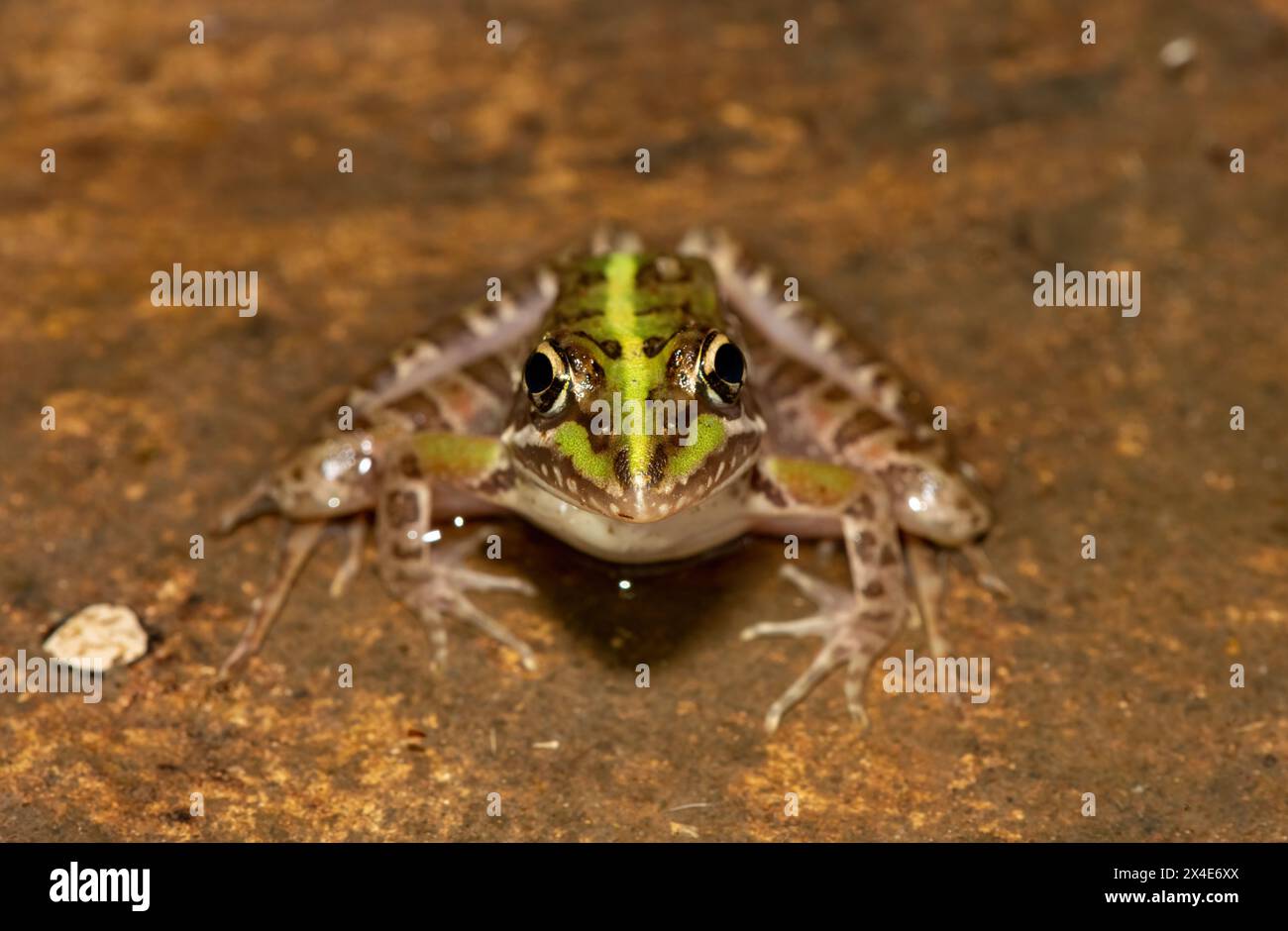 Common river frog (Amietia delalandii), also known as drakensberg river ...
