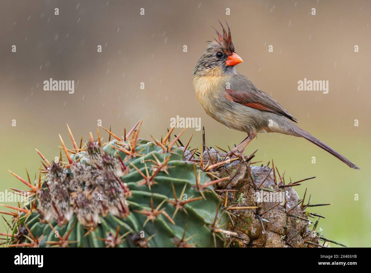 USA, South Texas. Northern cardinal female, desert rain Stock Photo - Alamy