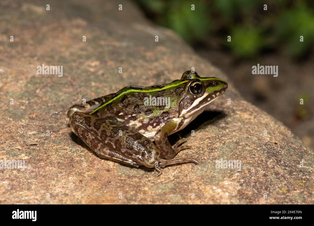 Common river frog (Amietia delalandii), also known as drakensberg river frog, or sani pass frog ...