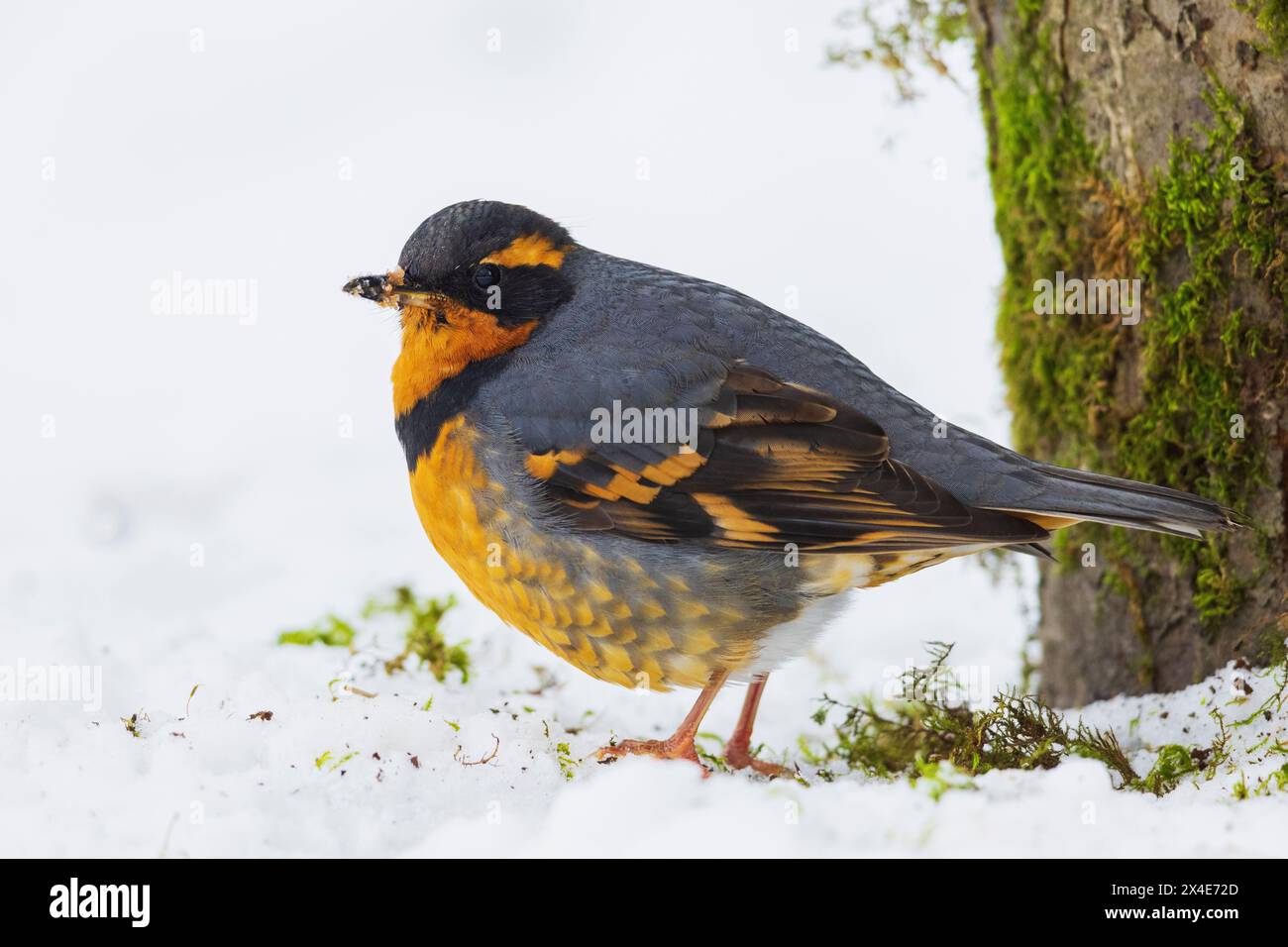 Archer boundary hi-res stock photography and images - Alamy