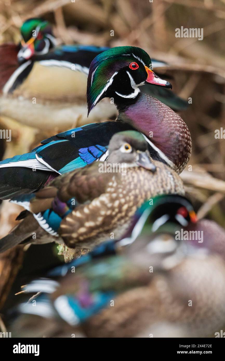 Canada, British Columbia, Boundary Bay, wood ducks resting Stock Photo ...