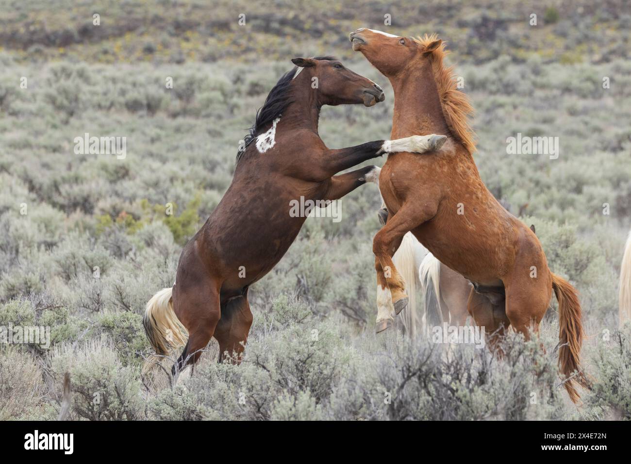 Stallions hi-res stock photography and images - Alamy
