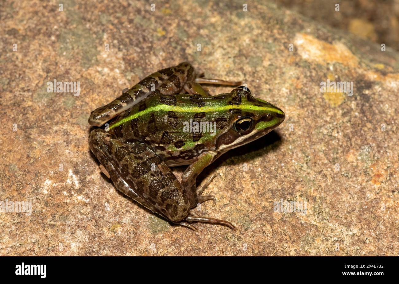 Common river frog (Amietia delalandii), also known as drakensberg river frog, or sani pass frog ...
