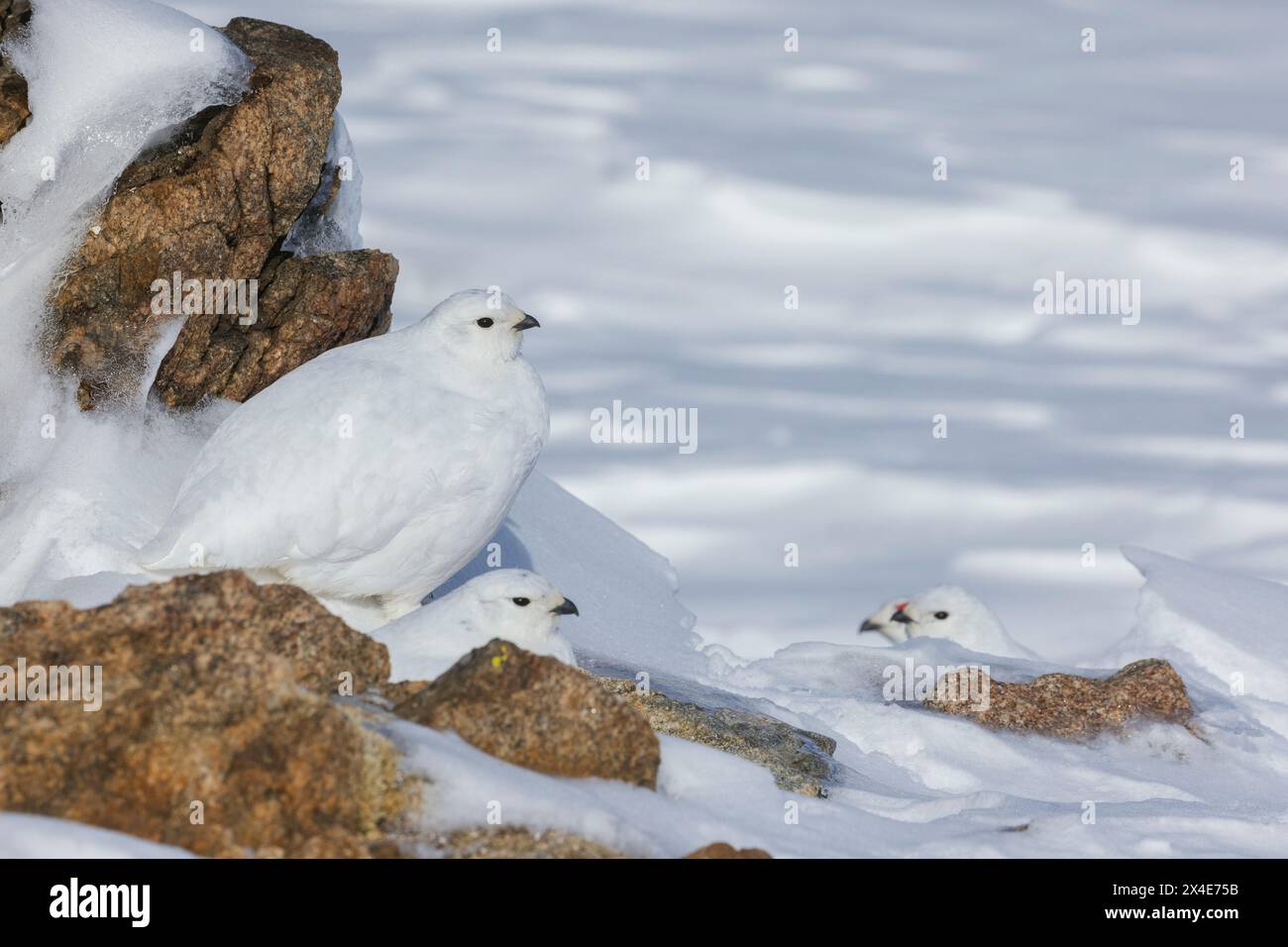 White tailed ptarmigan white plumage hi-res stock photography and ...