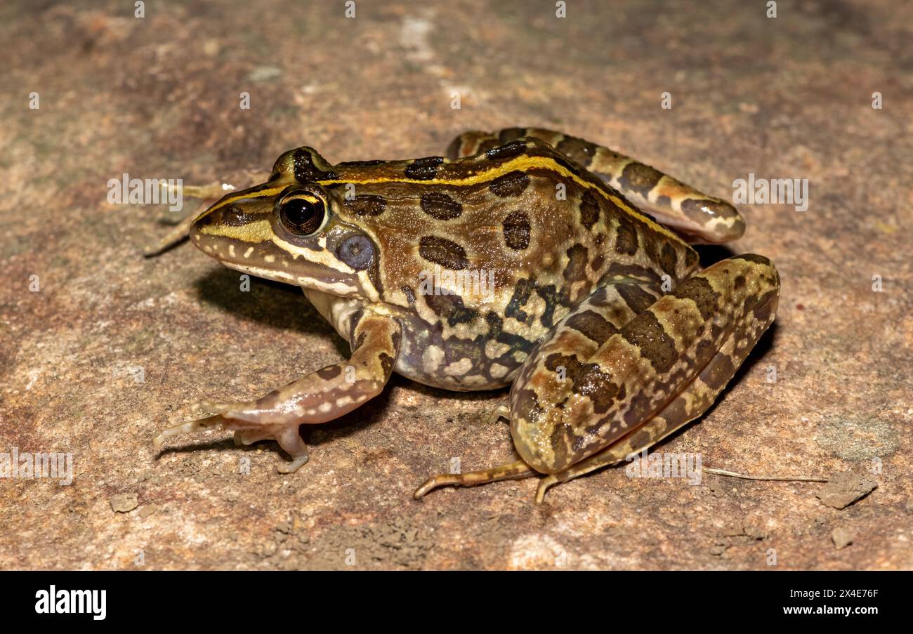 Common river frog (Amietia delalandii), also known as drakensberg river frog, or sani pass frog ...