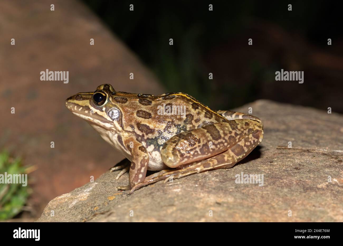 Common river frog (Amietia delalandii), also known as drakensberg river frog, or sani pass frog ...