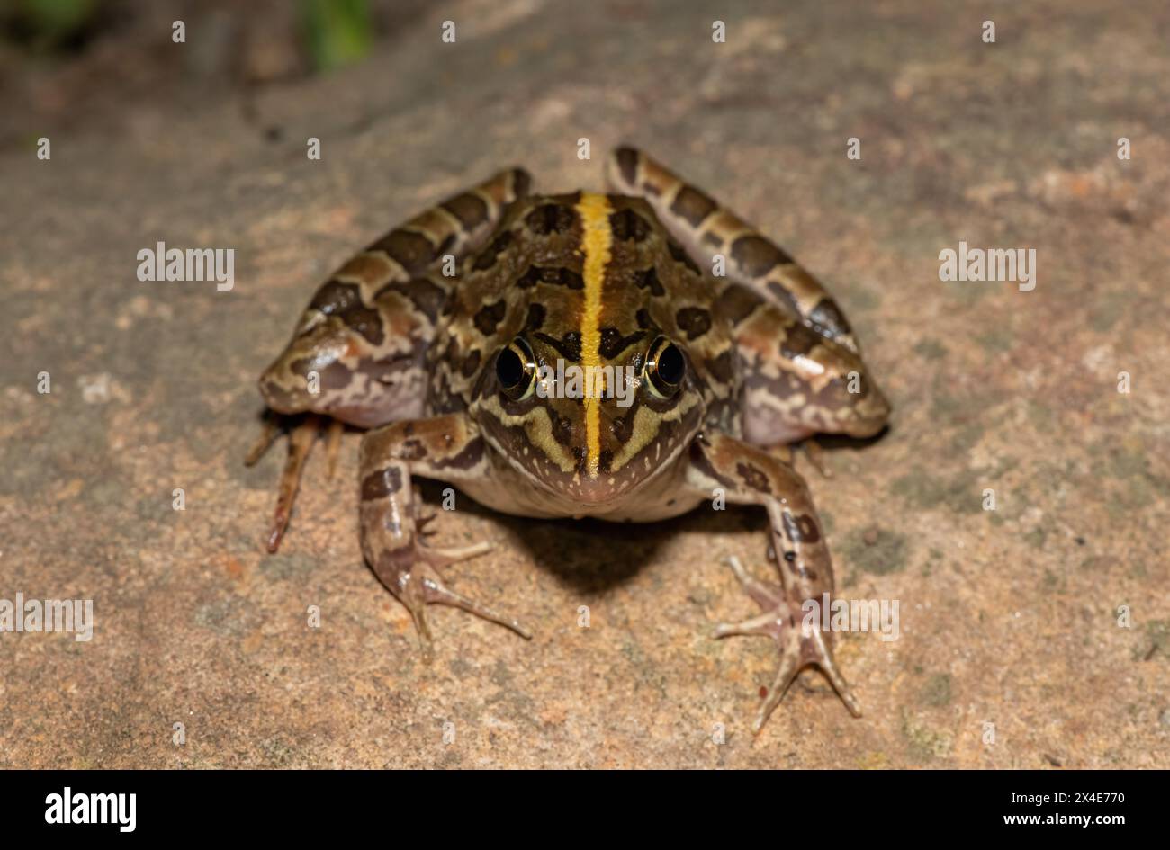 A beautiful common river frog (Amietia angolensis) in the wild Stock ...