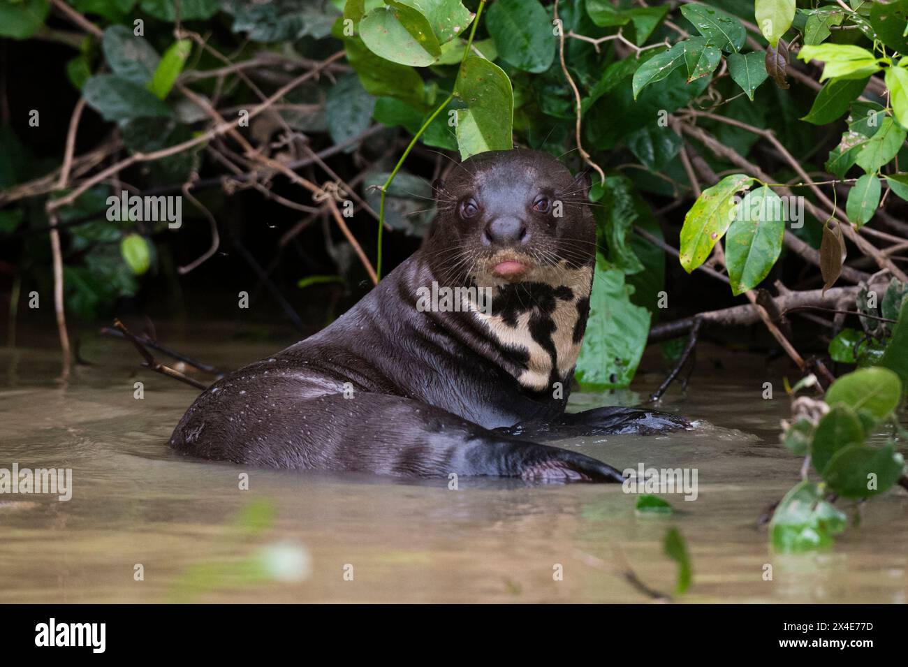 A Giant otter, Pteronura brasiliensis, resting in a river. Mato Grosso ...