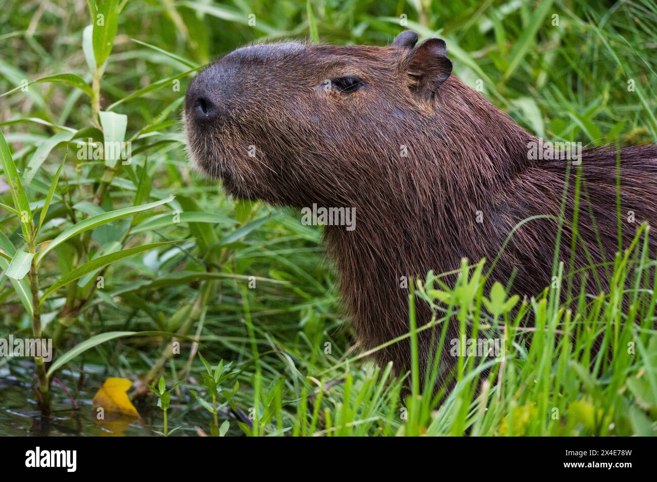 Close-up of Capybara, Hydrochoerus Hydrochoerus, in the Pantanal ...