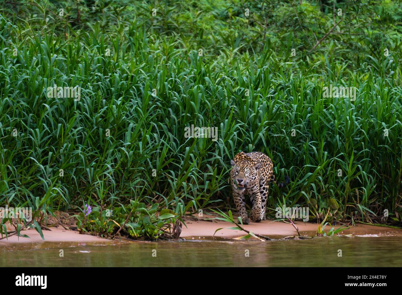 A Jaguar, Panthera onca, walking along the Cuiaba River. Mato Grosso Do ...