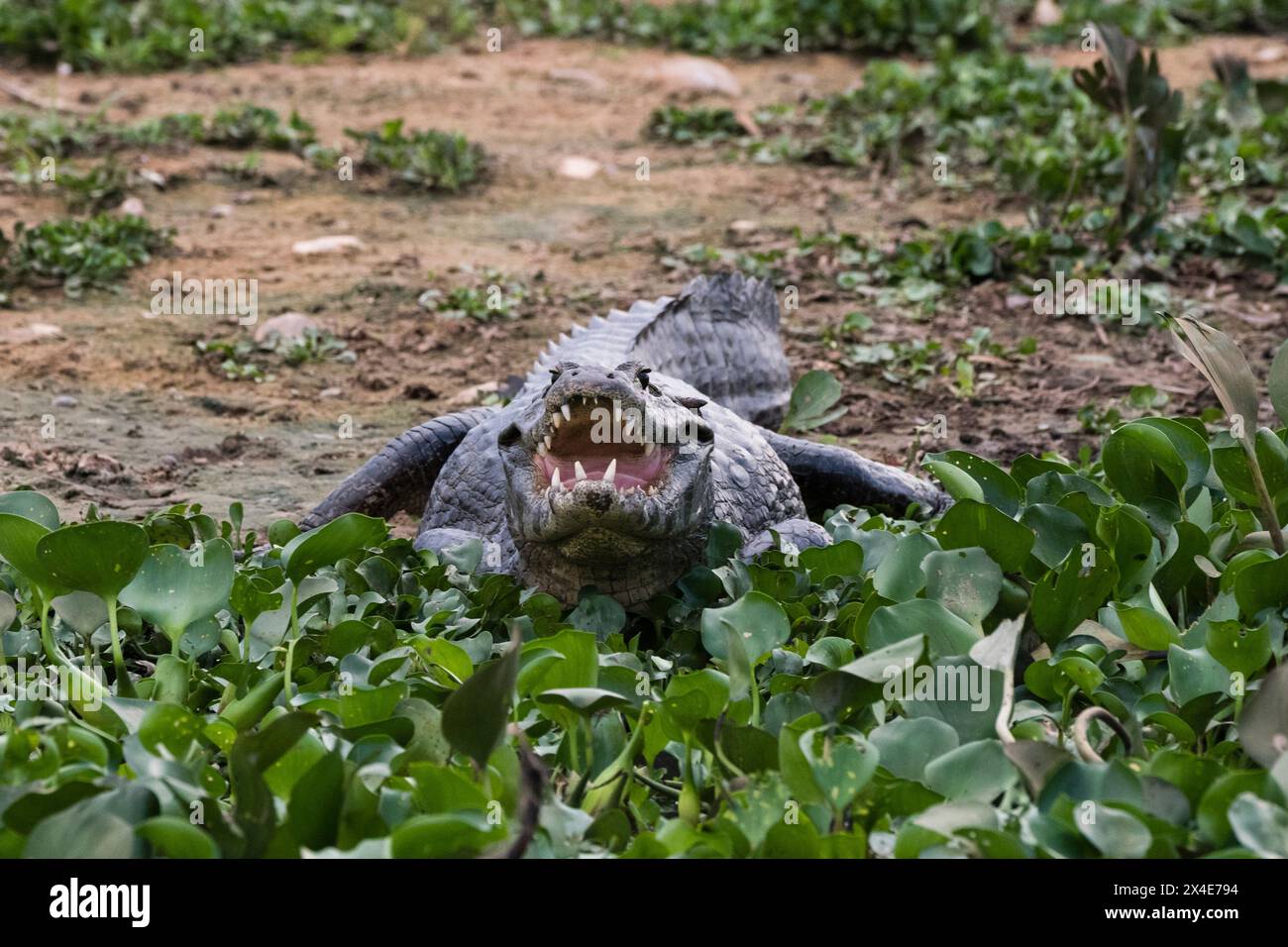 Front view of a yacare caiman, Caiman yacare. Pantanal, Mato Grosso ...