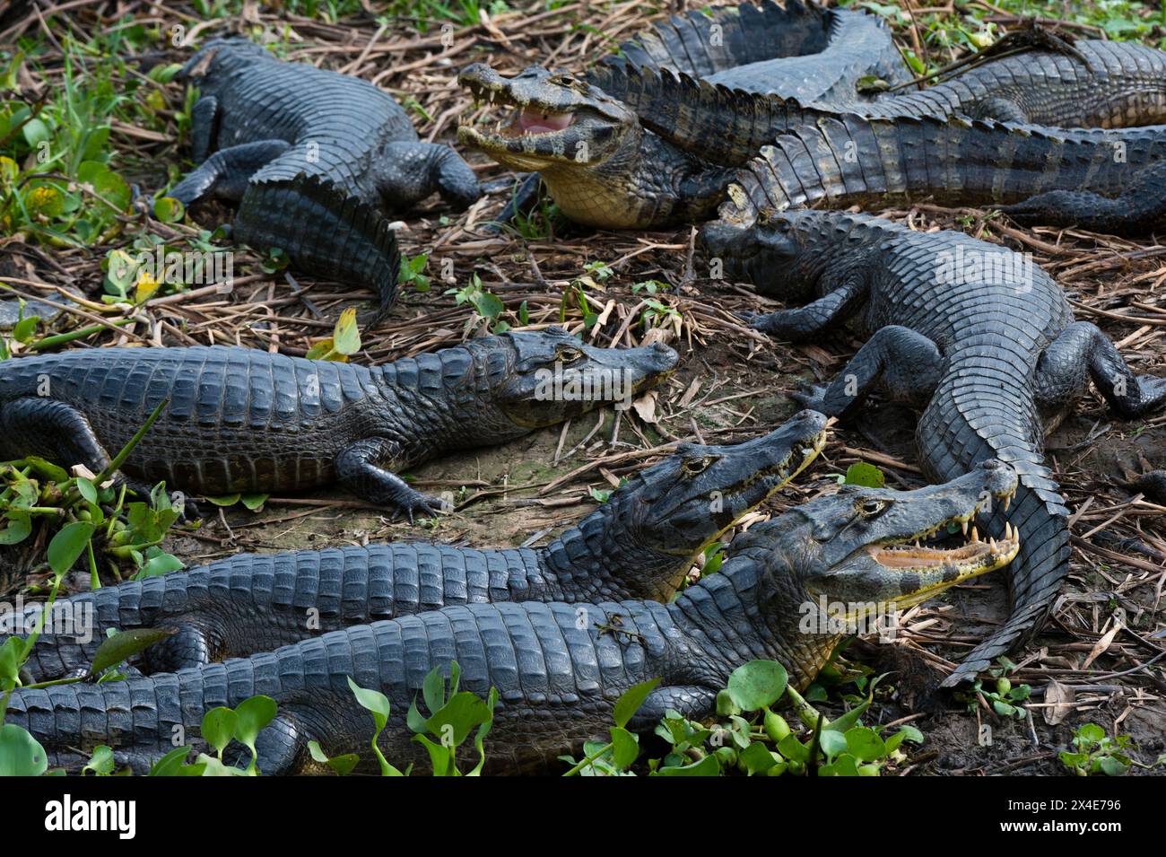 Yacare caimans, Caiman Crocodylus yacare, on the Cuiaba River bank ...