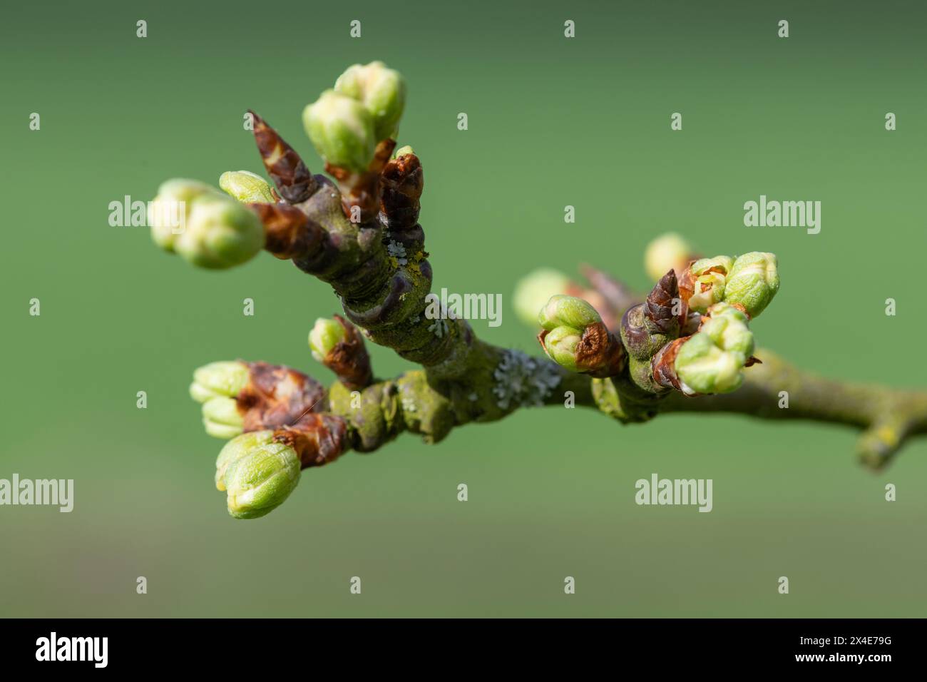 Macro shot of Chickasaw plum (prunus angustifolia) buds emerging into ...