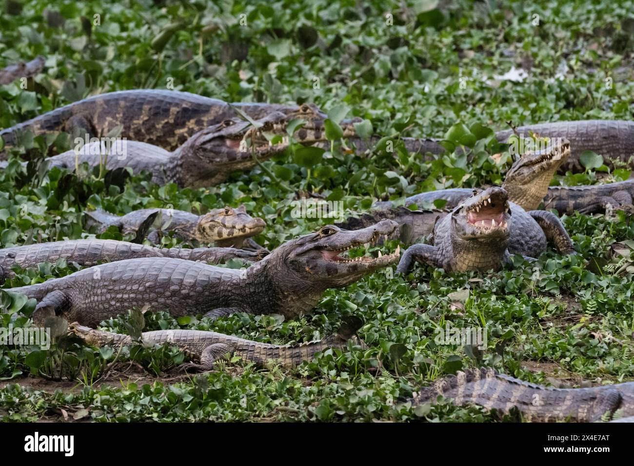 Yacare caimans, Caiman yacare, resting. Pantanal, Mato Grosso, Brazil ...