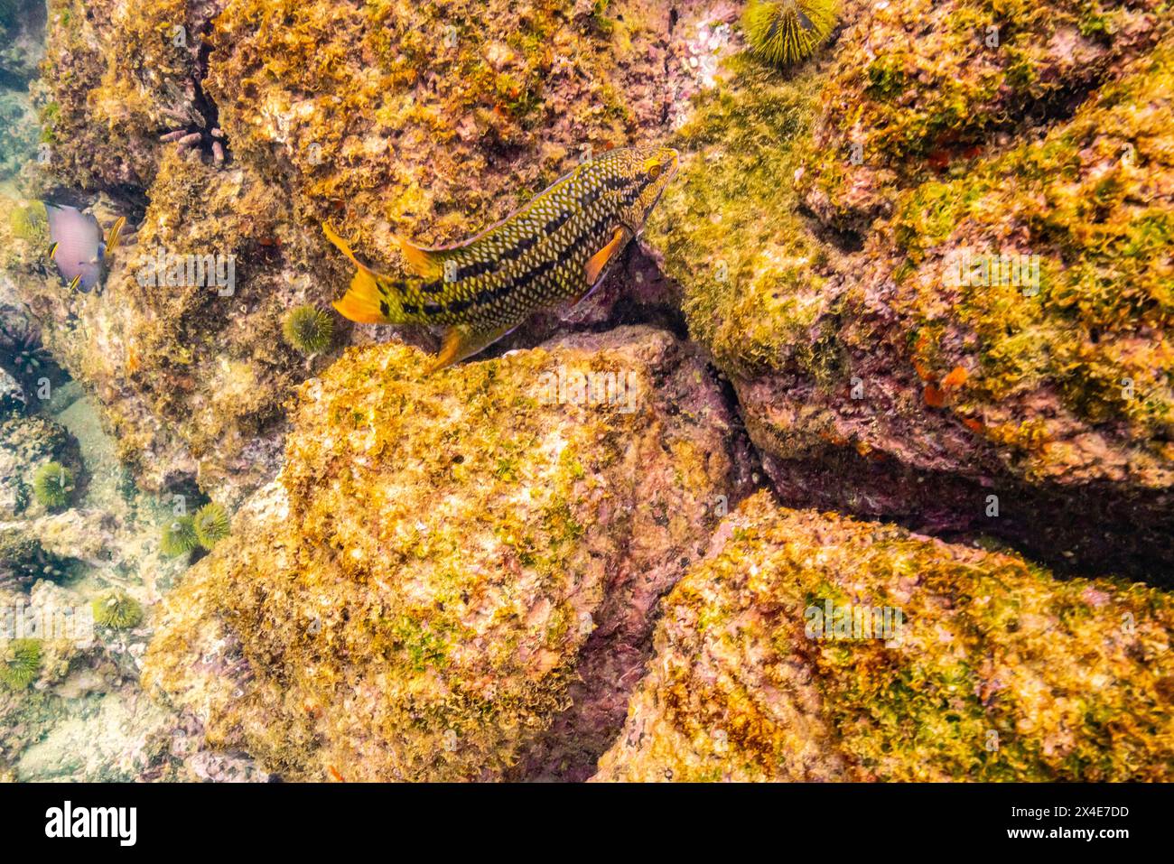 Ecuador, Galapagos National Park, Floreana Island, Post Office Bay ...