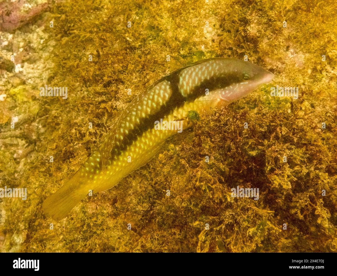 Ecuador, Galapagos National Park, Floreana Island, Post Office Ba ...
