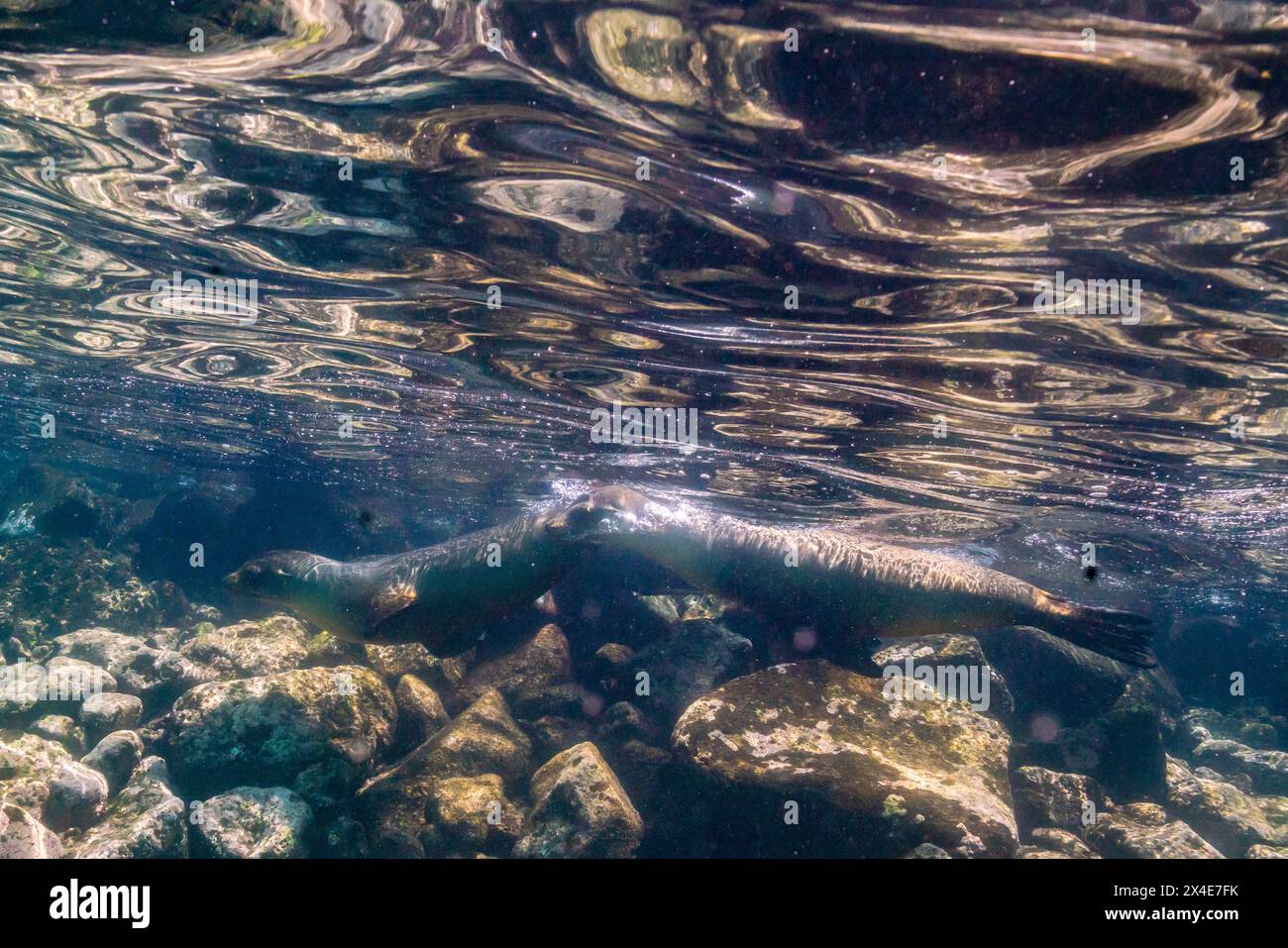 Ecuador, Galapagos National Park, Santa Fe Island. Galapagos sea lions ...