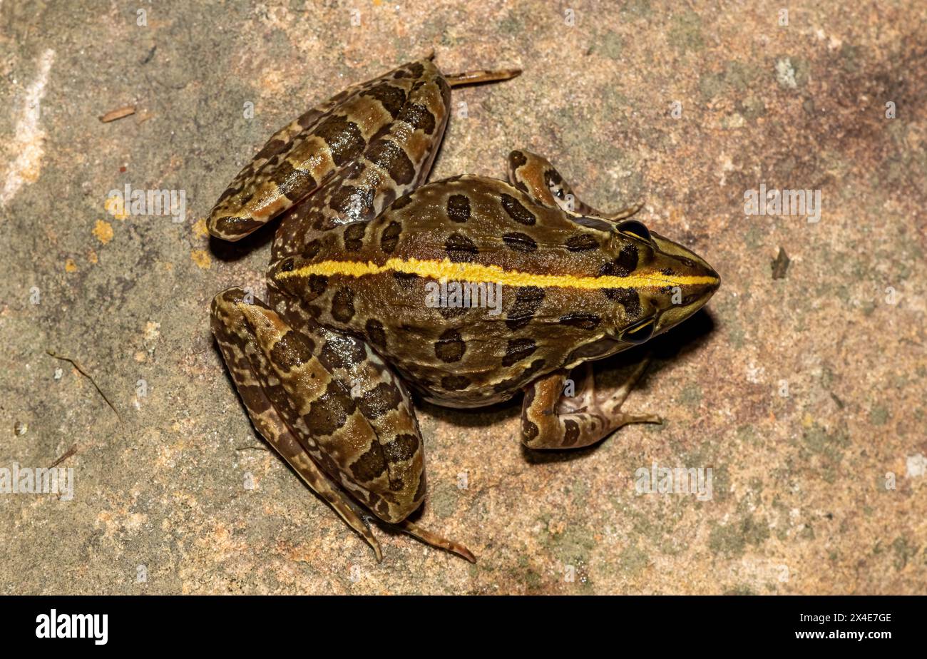 Common river frog (Amietia delalandii), also known as drakensberg river ...