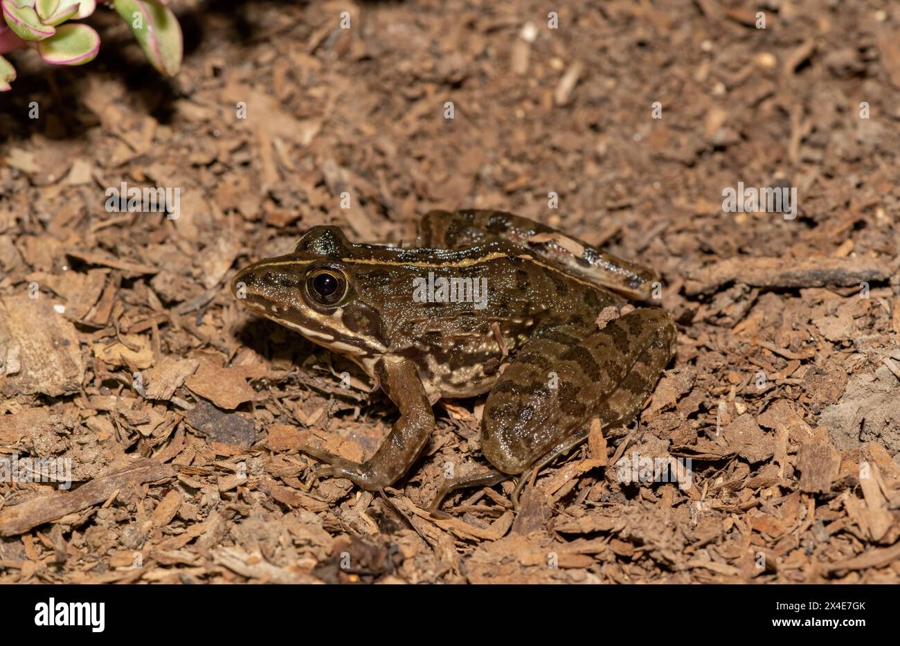 Common river frog (Amietia delalandii), also known as drakensberg river ...