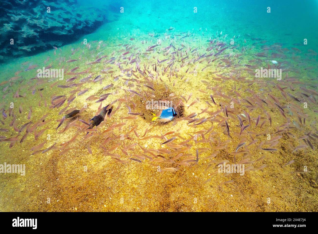 Ecuador, Galapagos National Park, Bartolome Island. Yellow-tailed ...