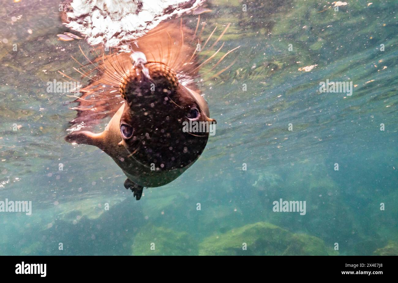 Ecuador, Galapagos National Park, Isla Lobos. Galapagos sea lion ...