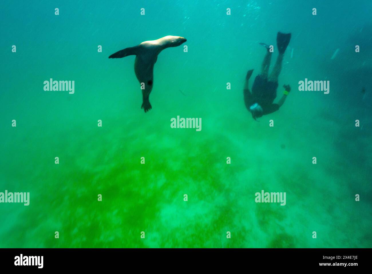 Ecuador, Galapagos National Park, Isla Lobos. Galapagos sea lion ...