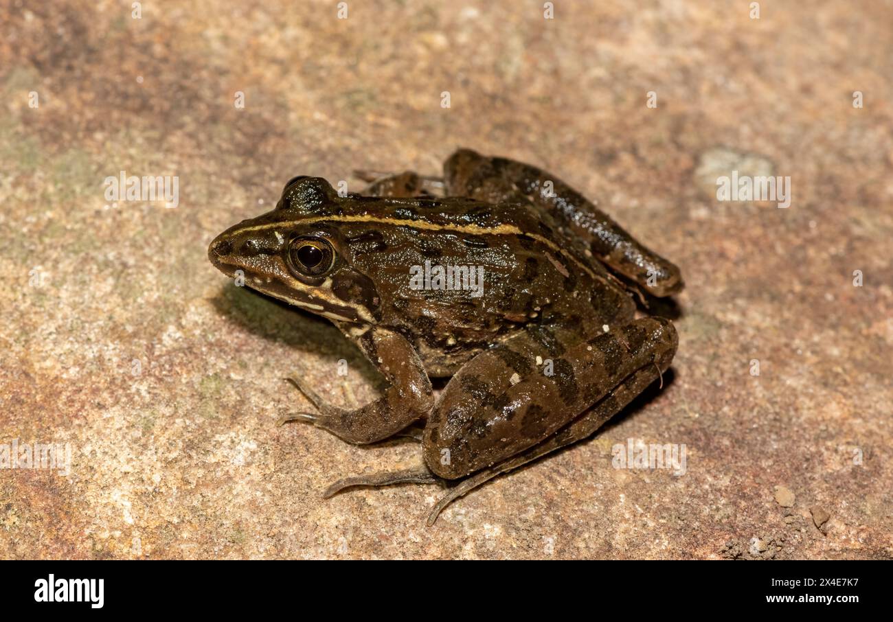 Common river frog (Amietia delalandii), also known as drakensberg river ...