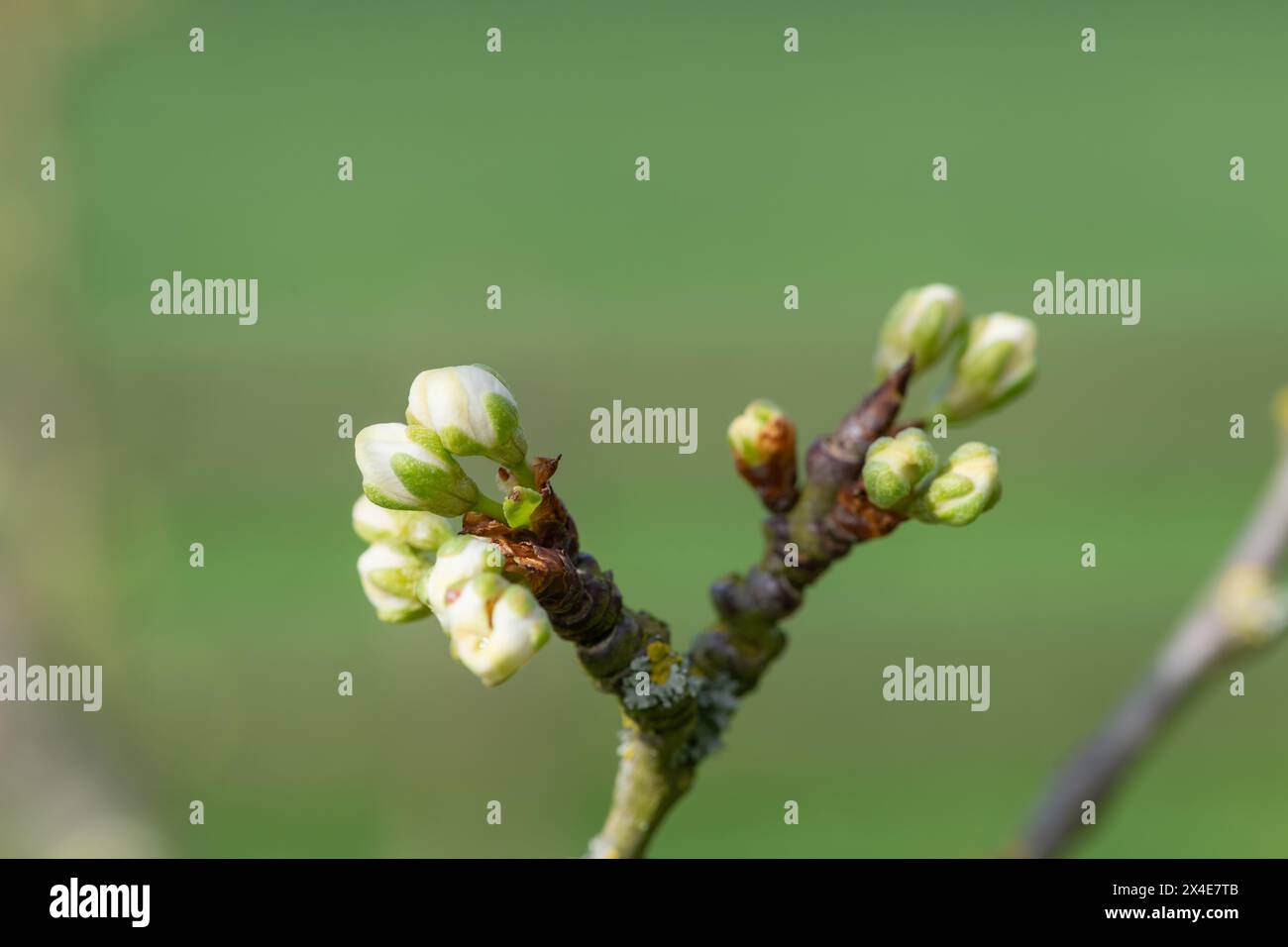 Macro shot of Chickasaw plum (prunus angustifolia) buds emerging into ...
