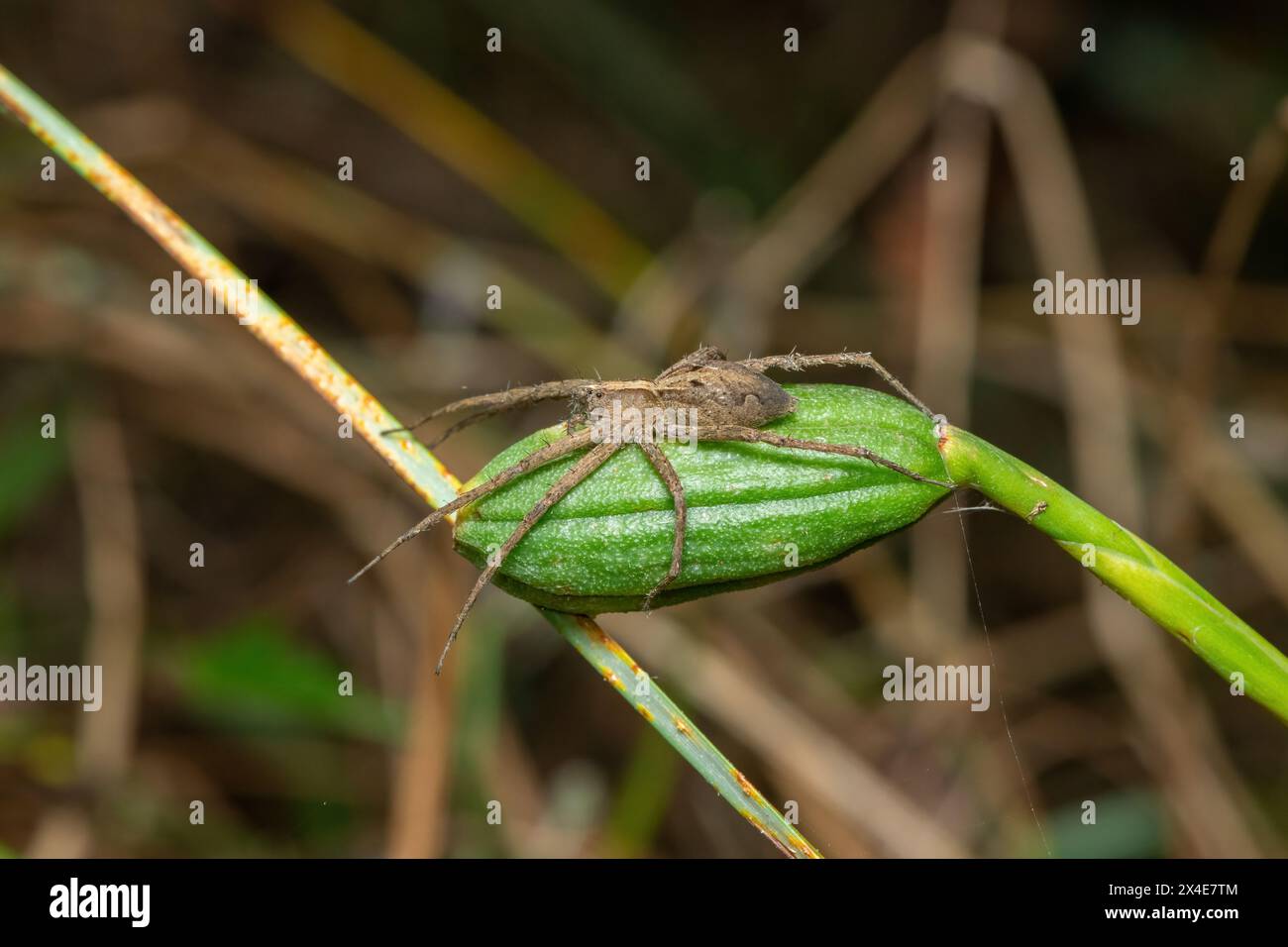Rothus sp hi-res stock photography and images - Alamy