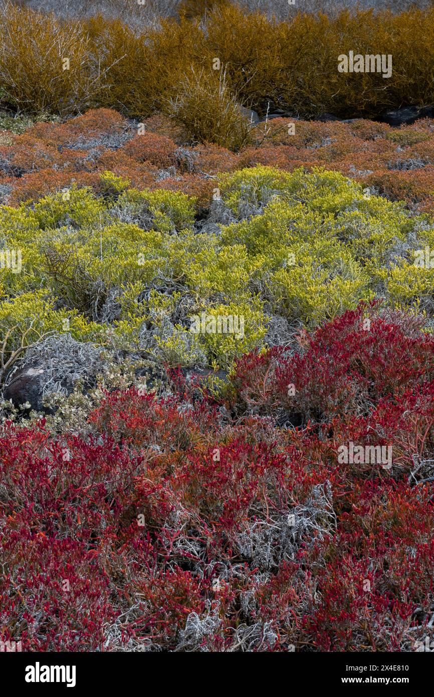 Colorful vegetation on Punta Suarez. Espanola Island, Galapagos ...