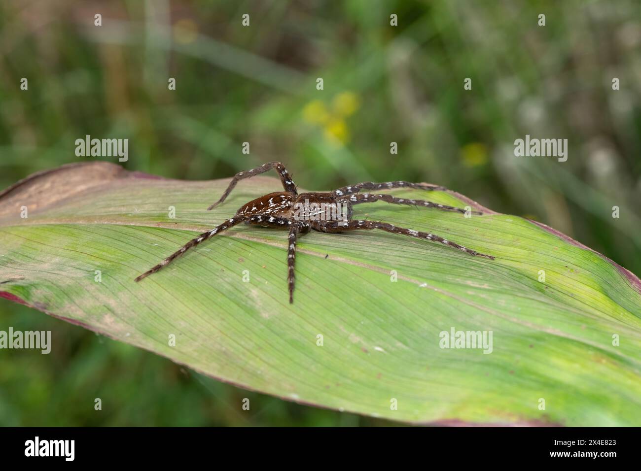 Fisheatingspider hi-res stock photography and images - Alamy
