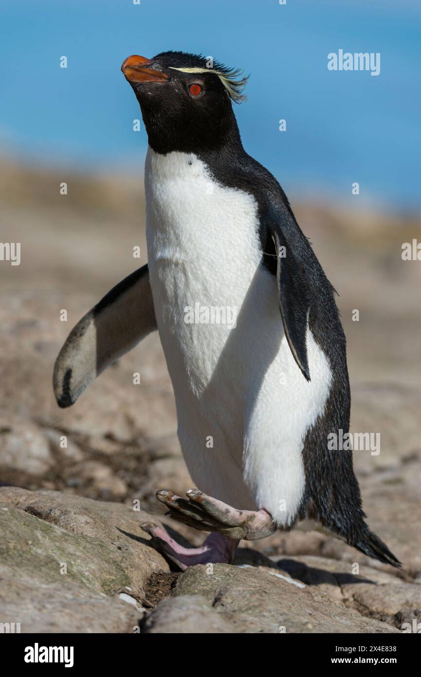 A rockhopper penguin, Eudyptes chrysocome, walking on a rock. Pebble ...