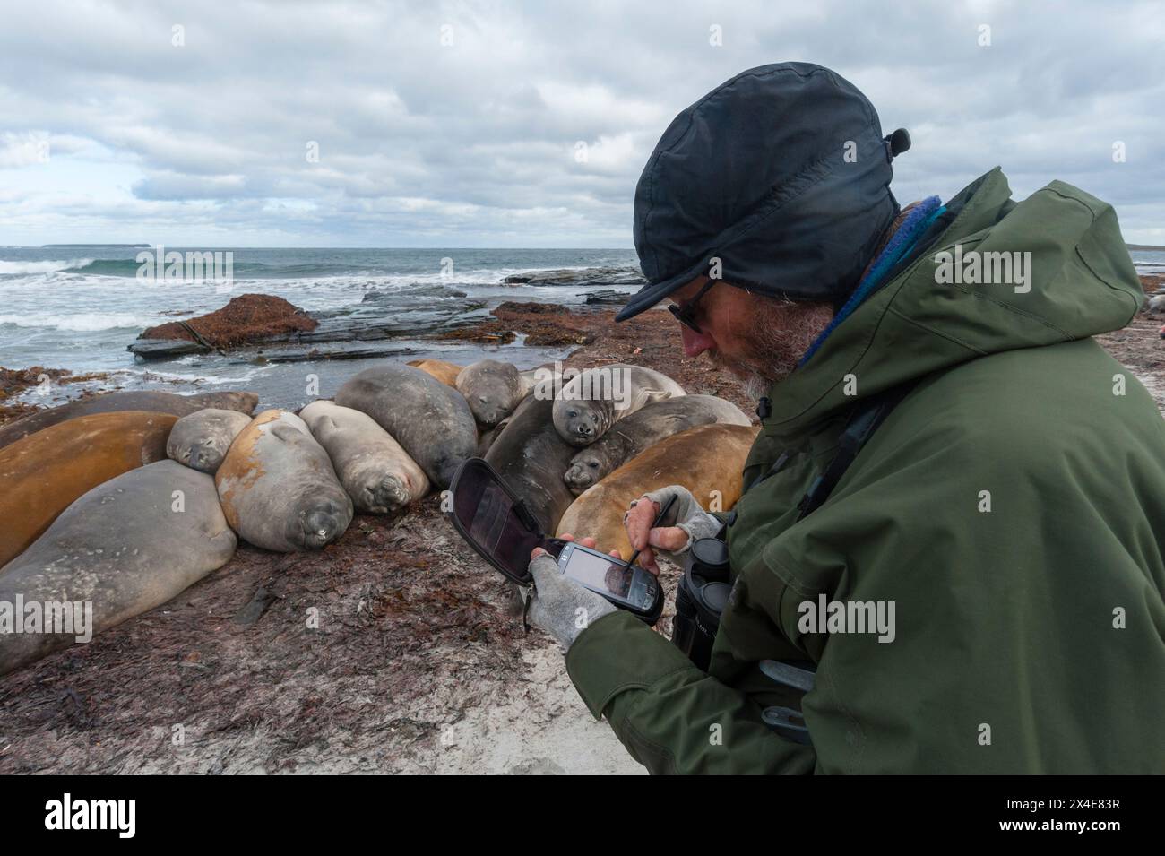 A biologist geotagging the GPS position of southern elephant seals ...