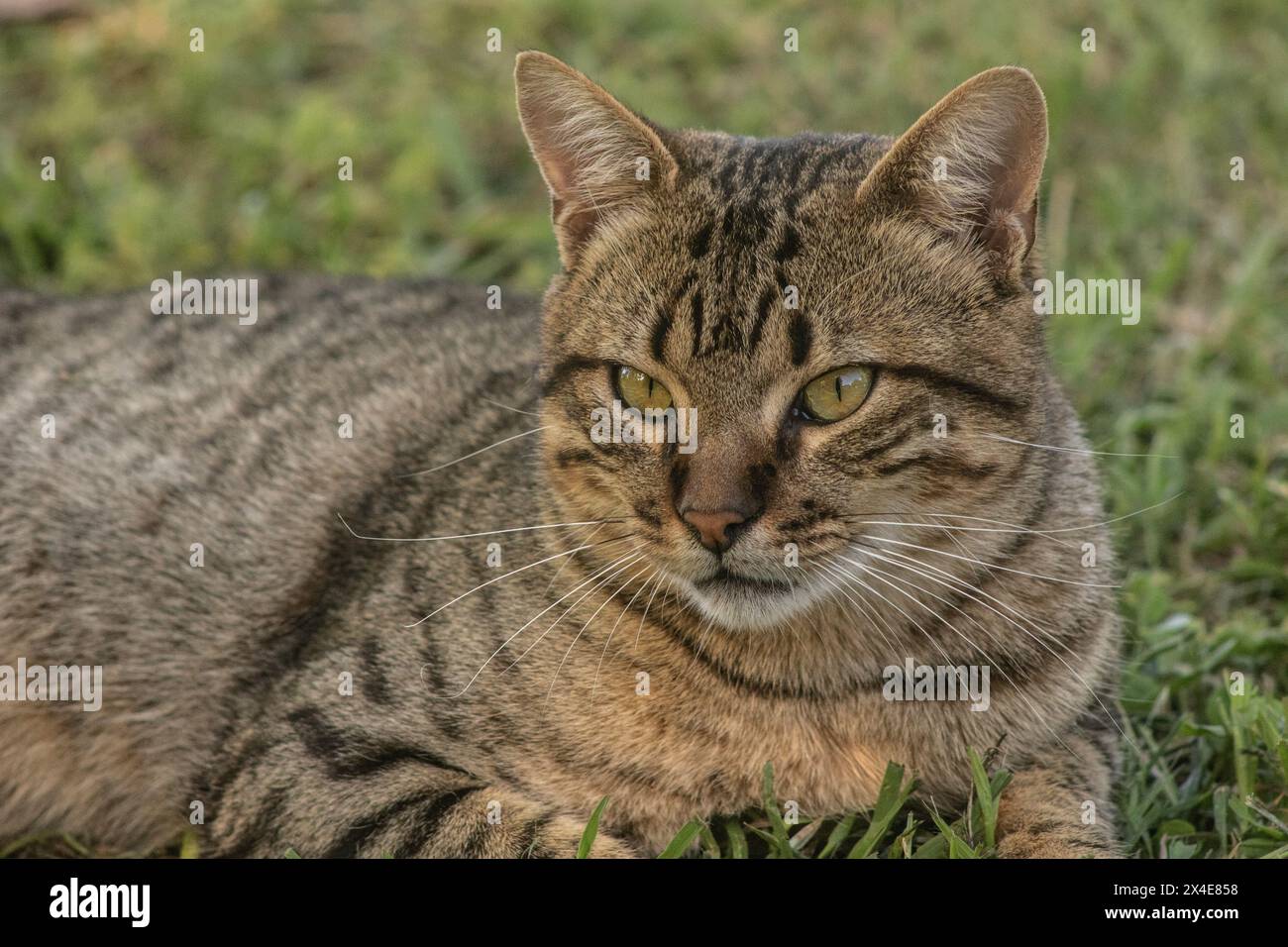Cat nature cats green landscape look feline feline Stock Photo - Alamy
