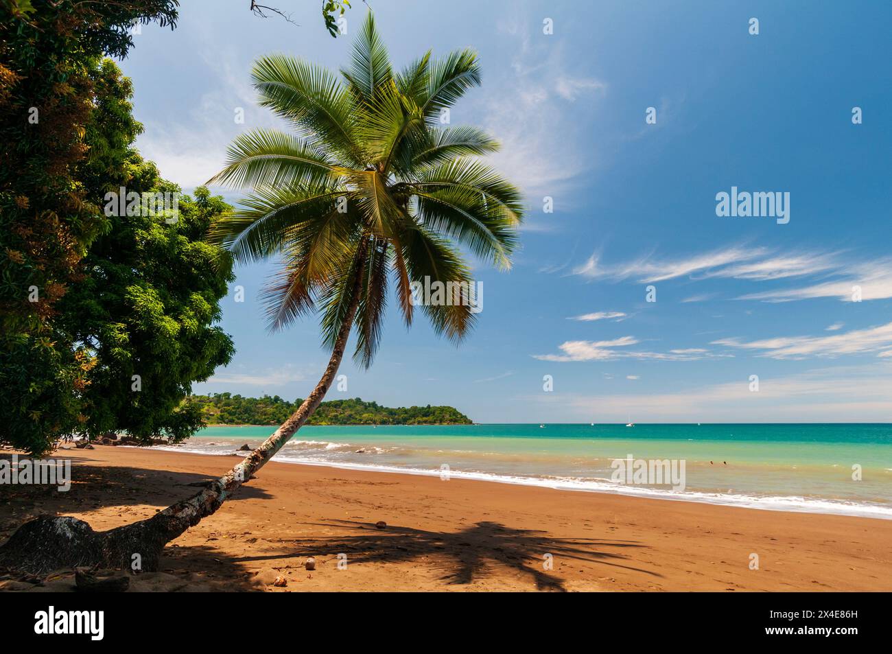 A palm tree and its shadow on a pristine sandy beach. Drake Bay, Osa ...