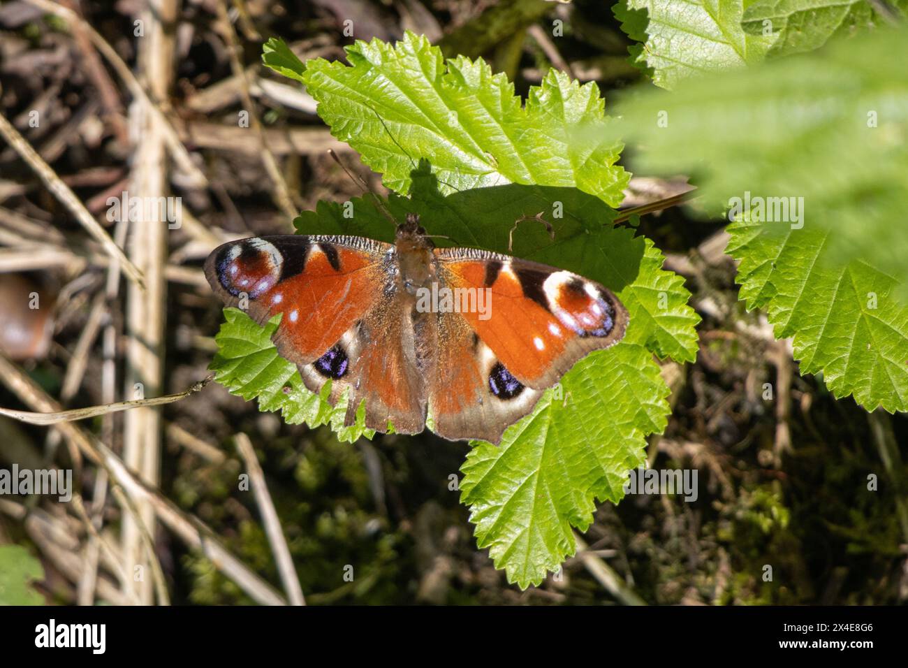 European Peacock Butterfly (Aglais io Stock Photo - Alamy