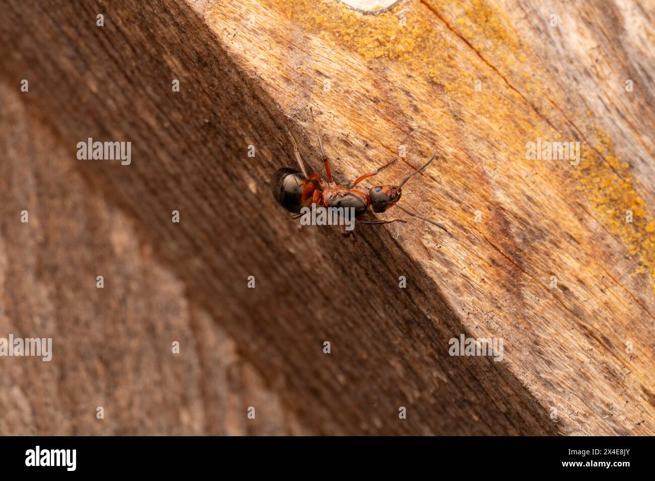 Formica rufa Family Formicidae Genus Formica Red wood ant Southern wood ...