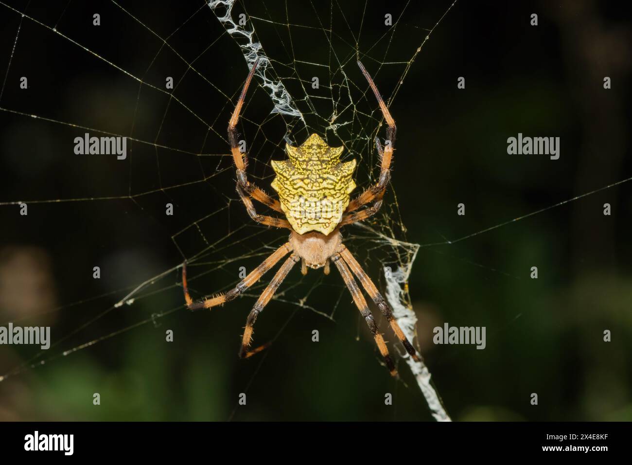 Levi’s garden orb-web spider (Argiope levii) in the bushveld, in ...