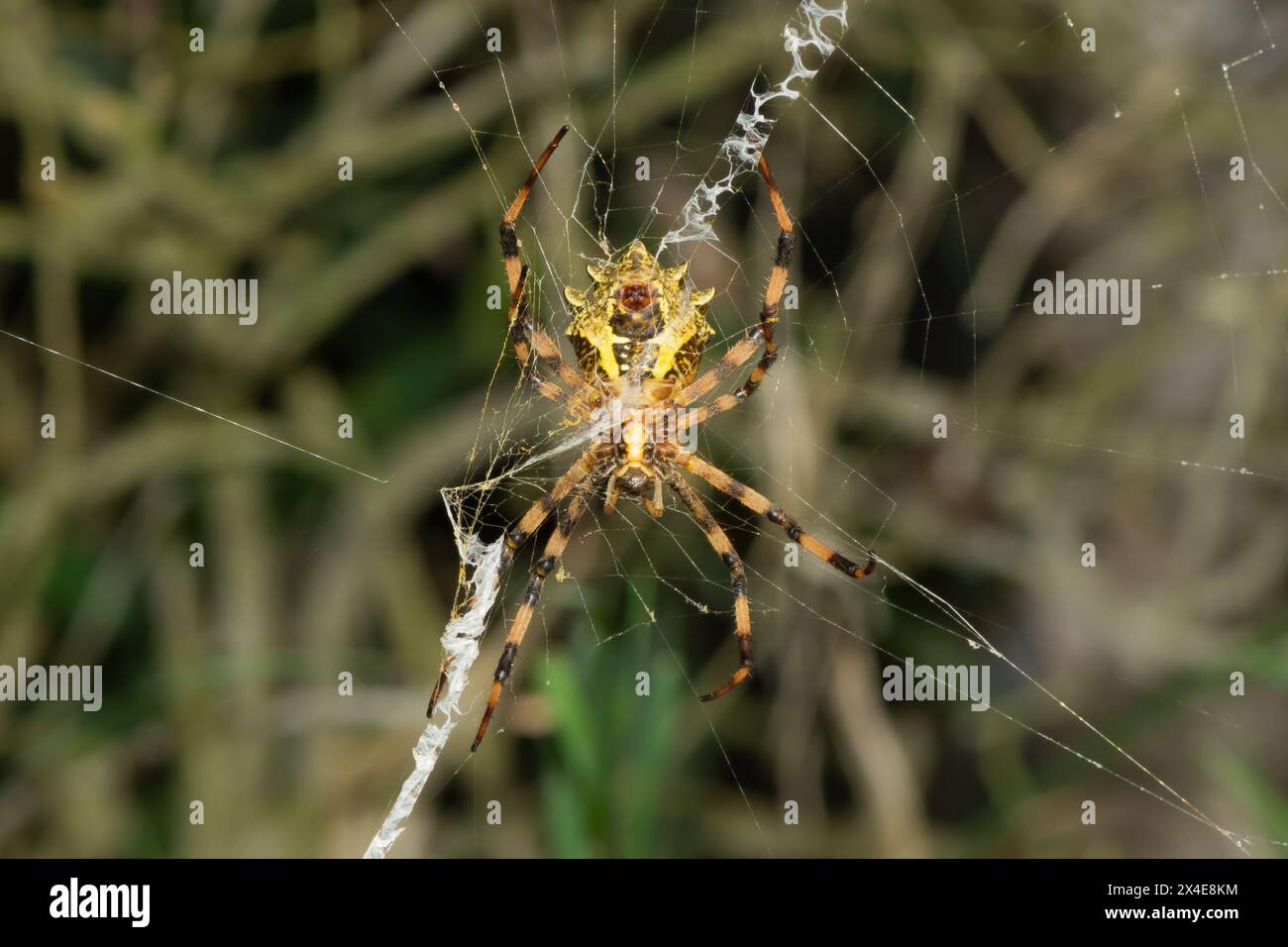 Garden Orb Spider (Family Araneidae Stock Photo - Alamy