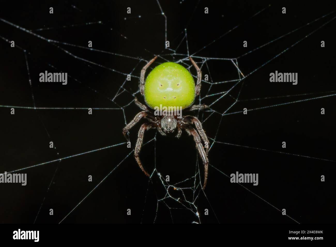 Green pea spider (Araneus apricus Stock Photo - Alamy