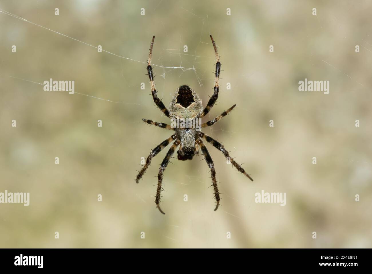A beautiful hairy field spider (Neoscona sp Stock Photo - Alamy