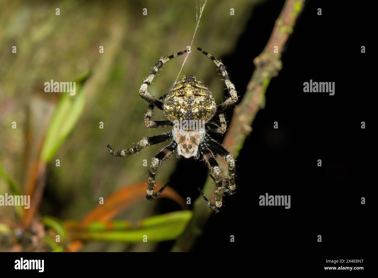 A beautiful hairy field spider (Neoscona sp Stock Photo - Alamy