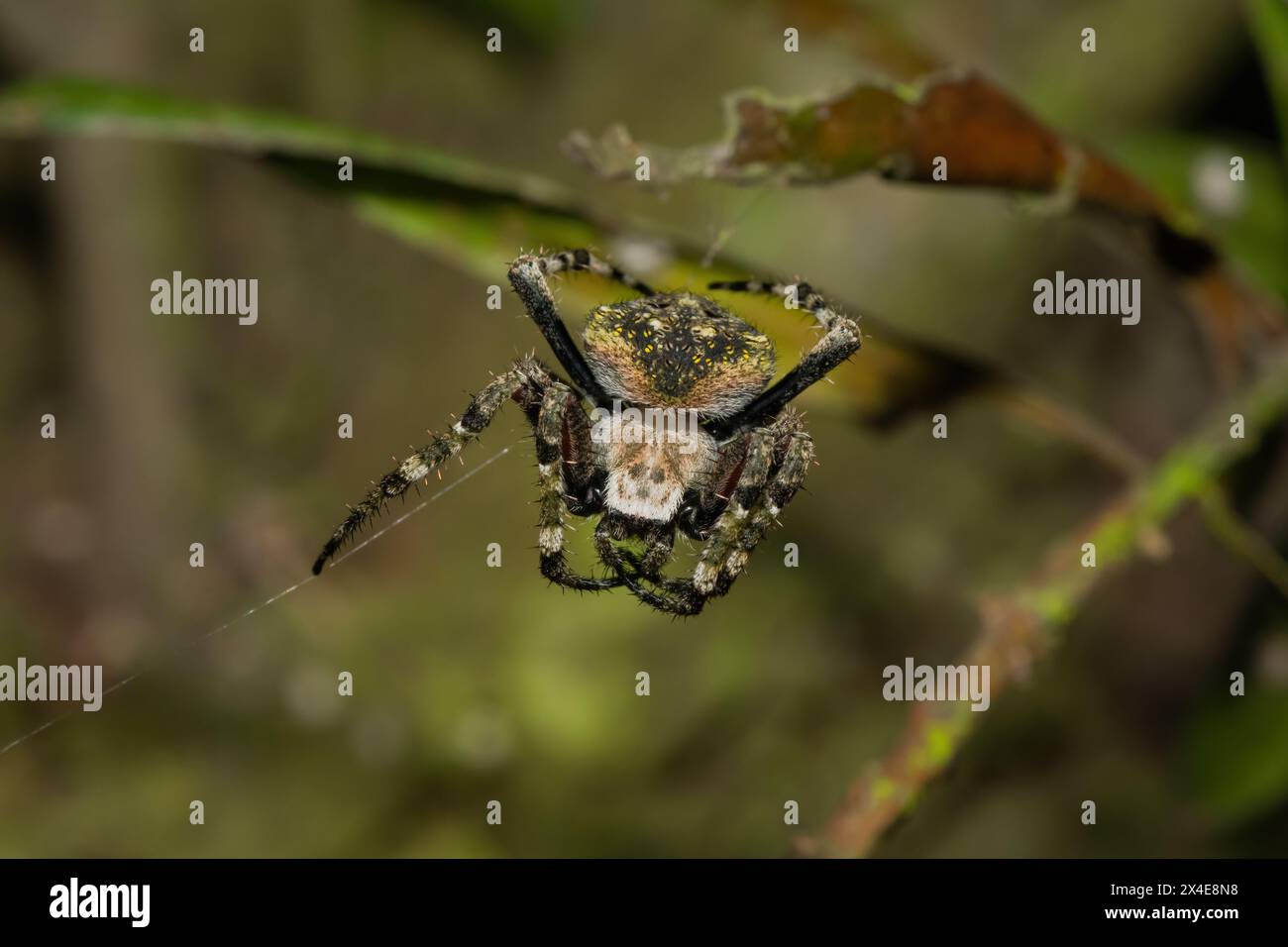 A beautiful hairy field spider (Neoscona sp Stock Photo - Alamy