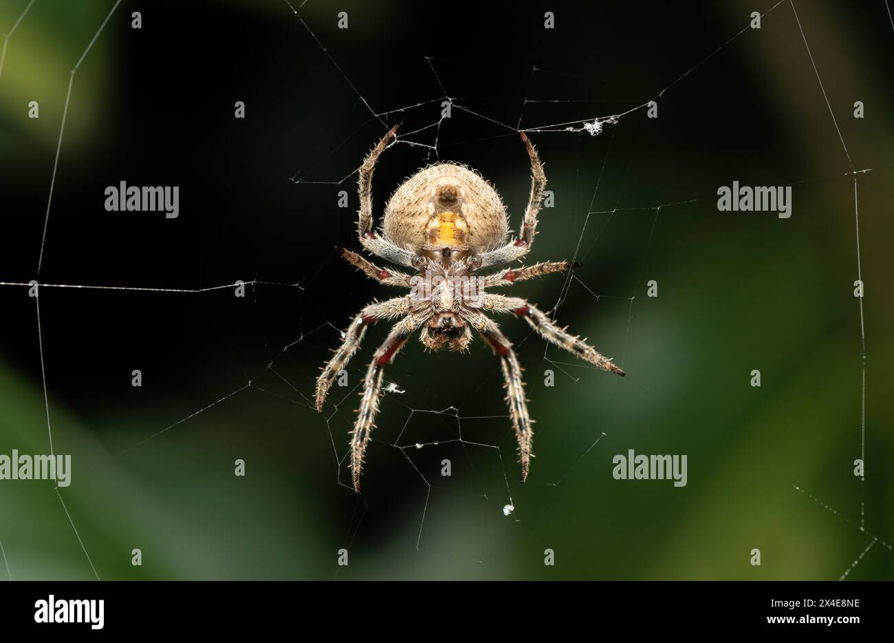A beautiful hairy field spider (Neoscona sp Stock Photo - Alamy