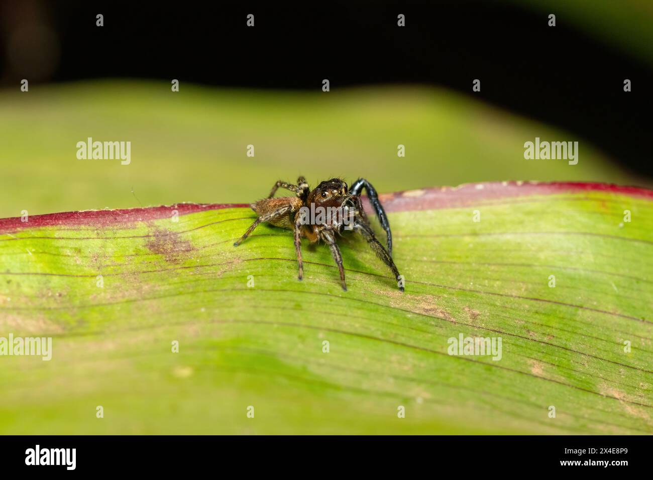 African Jumping Spiders (Thyenula sp Stock Photo - Alamy
